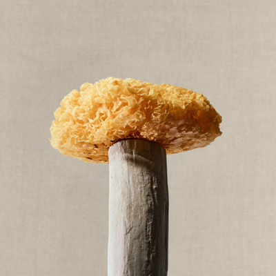 DIRTEA Mushrooms for Focus, Energy, Calm | DIRTEA Functional Mushrooms